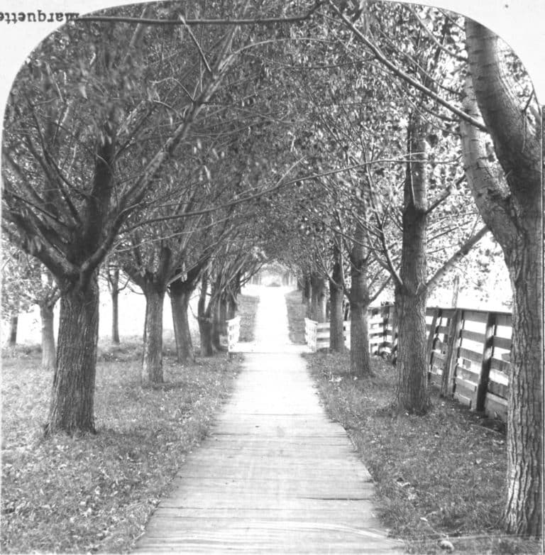 Asylum Part Four Earle Steele – The Restless Viking