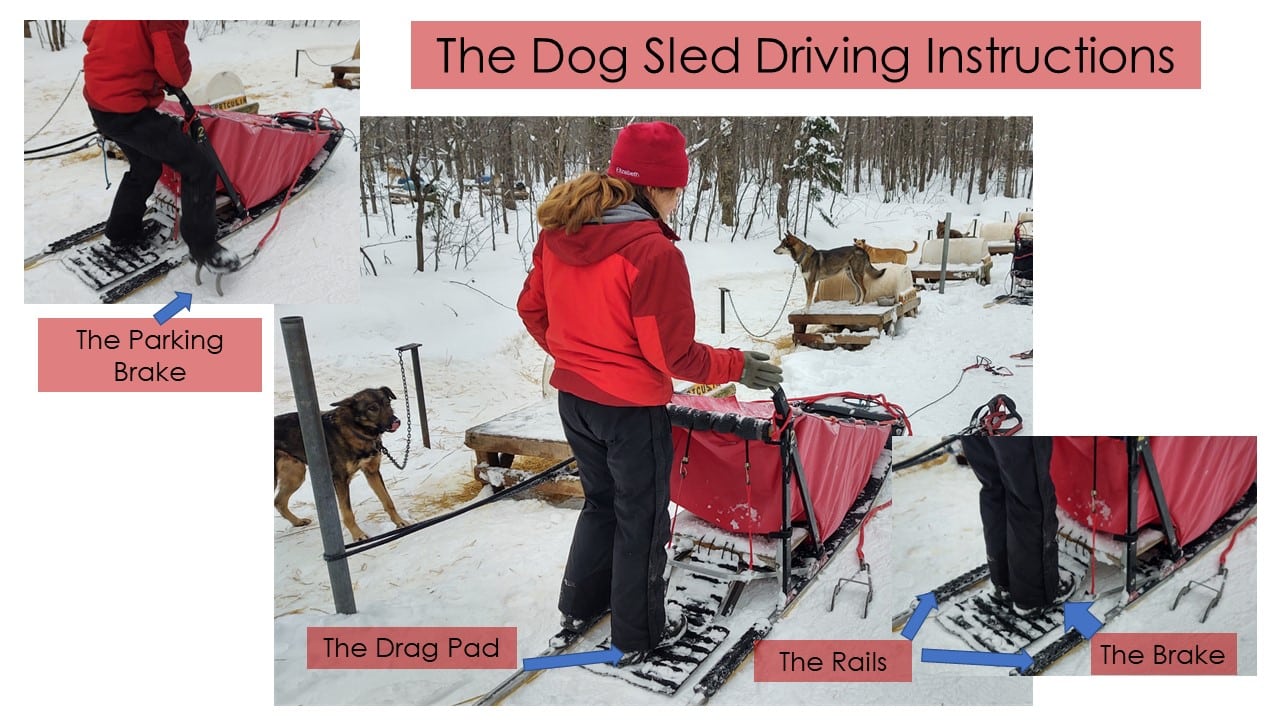 Dog Sledding – The Restless Viking