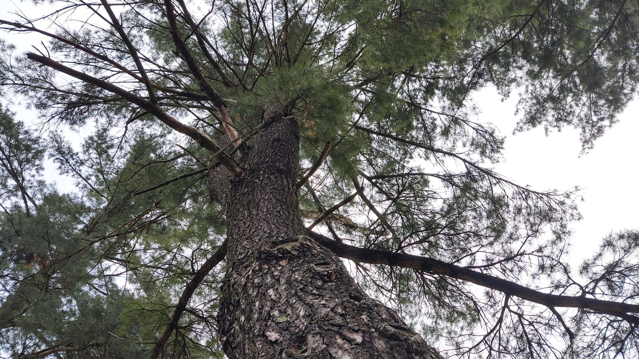 Michigan's Big Prairie Desert – The Restless Viking