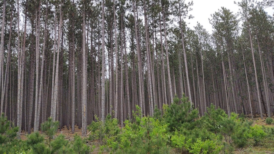 Michigan's Big Prairie Desert – The Restless Viking