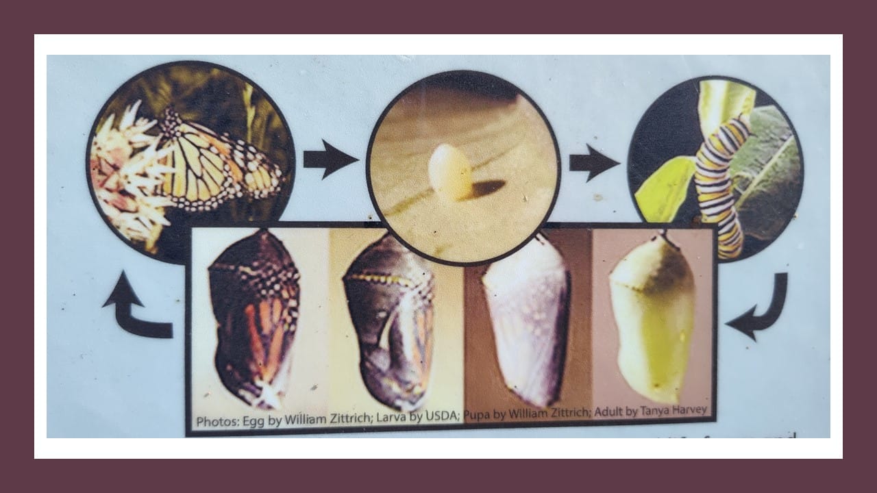 Monarch Migration - Peninsula Point – The Restless Viking