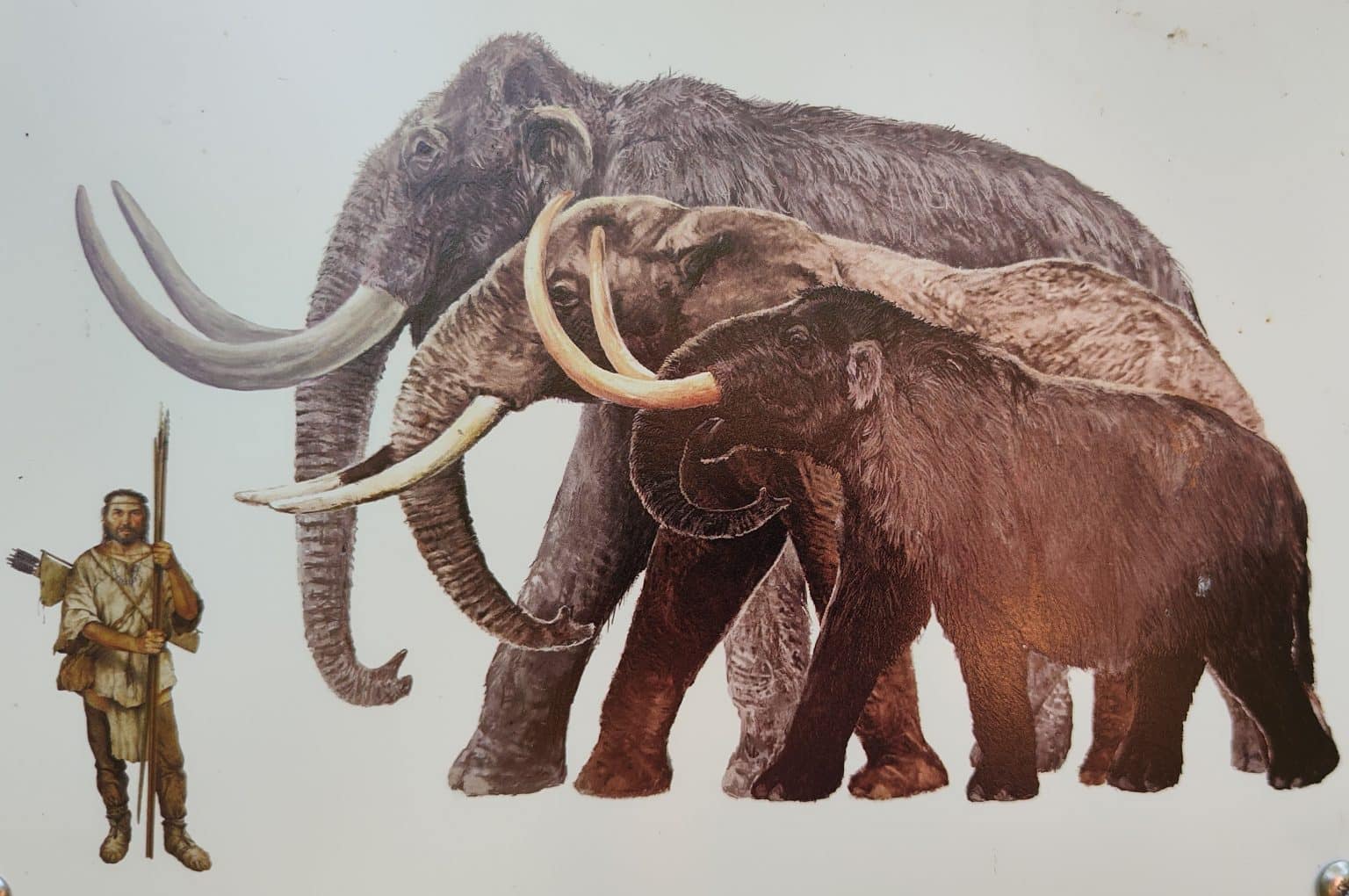 Mastodons in Michigan – The Restless Viking